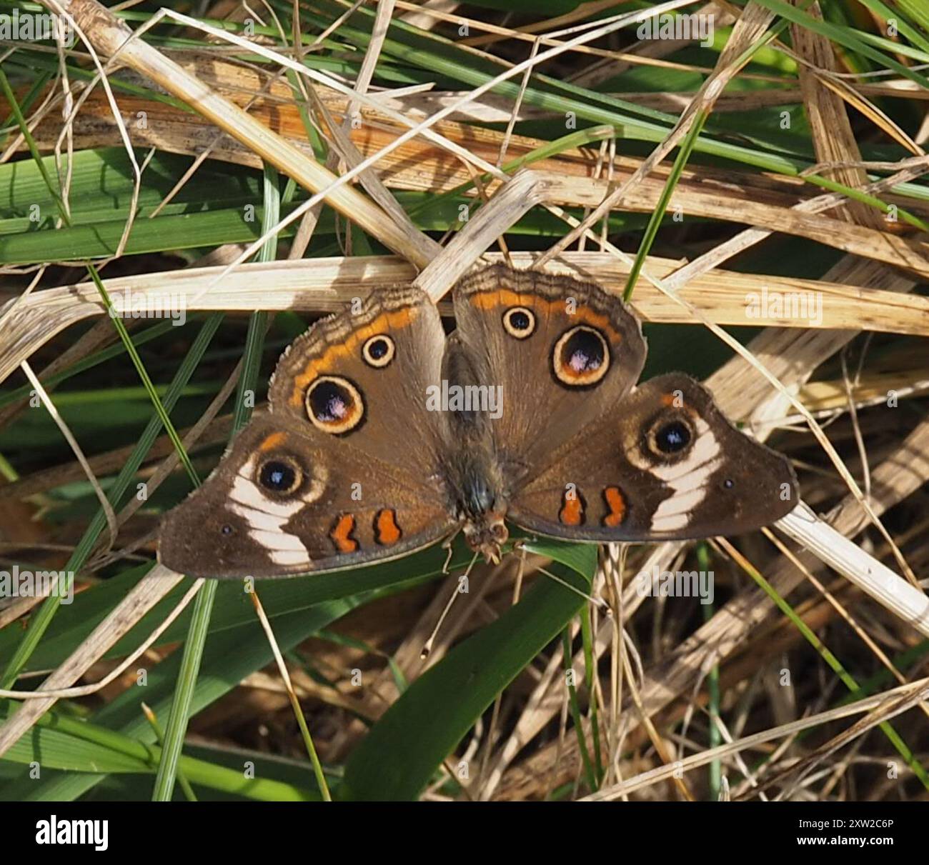 Common Buckeye (Junonia coenia) Insecta Stock Photo - Alamy
