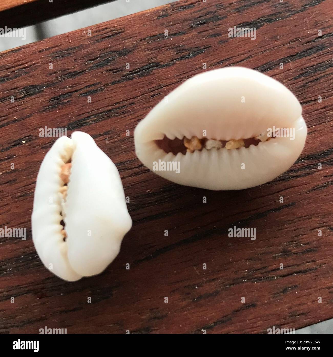 Money Cowry (Monetaria moneta) Mollusca Stock Photo - Alamy