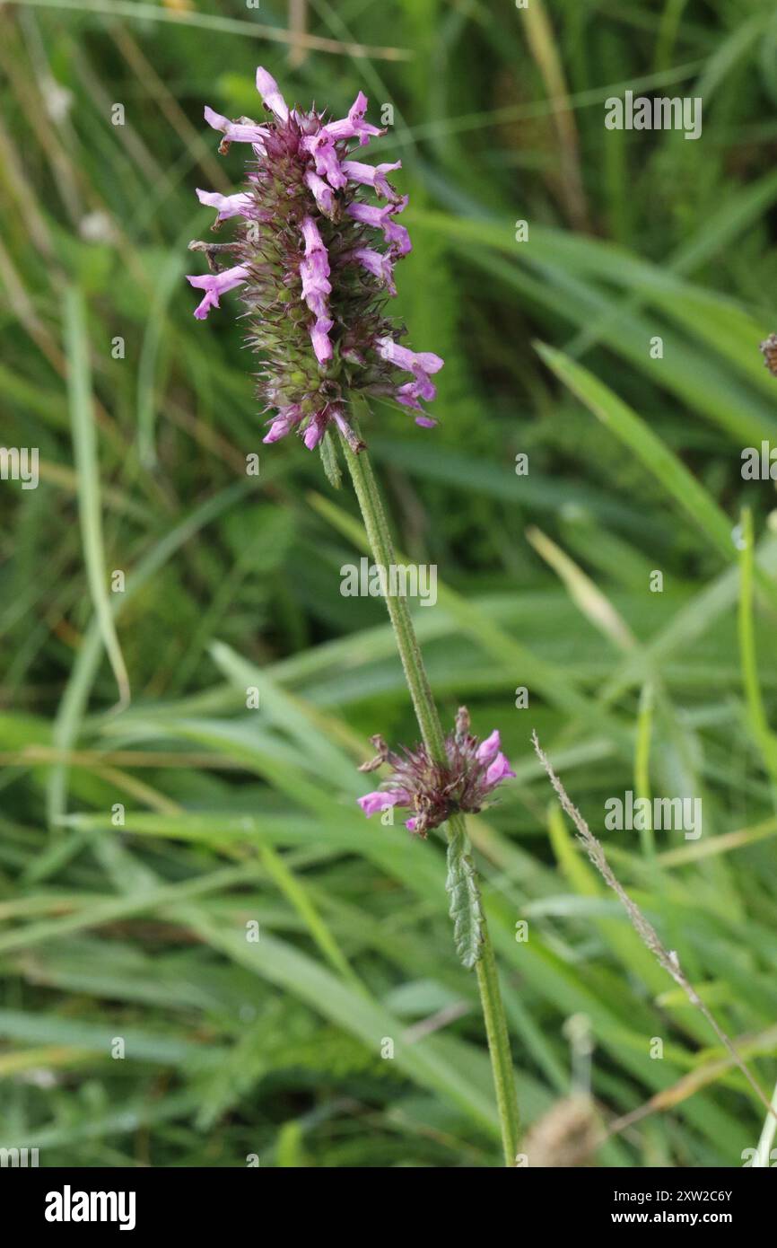 common hedge-nettle (Betonica officinalis) Plantae Stock Photo - Alamy