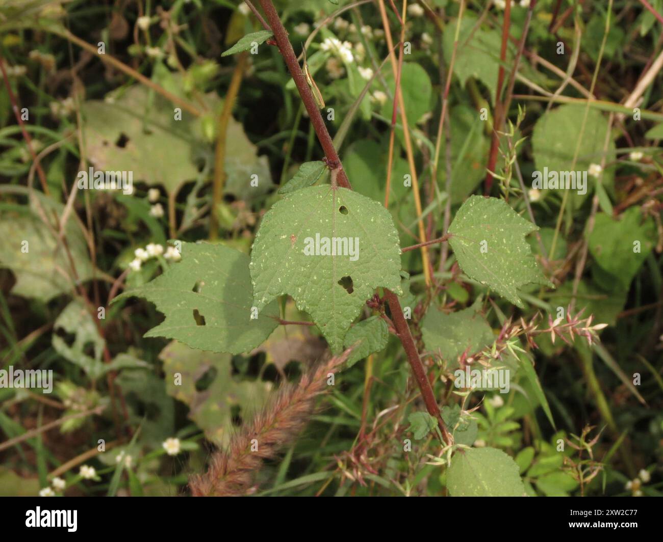Caesar weed (Urena lobata) Plantae Stock Photo - Alamy