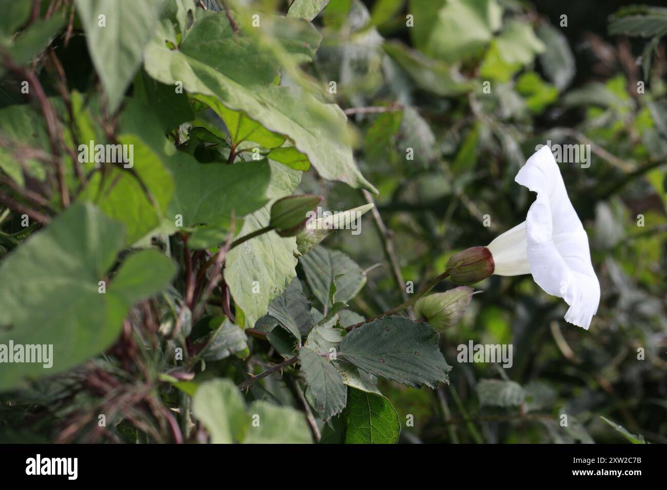 large bindweed (Calystegia silvatica) Plantae Stock Photo - Alamy