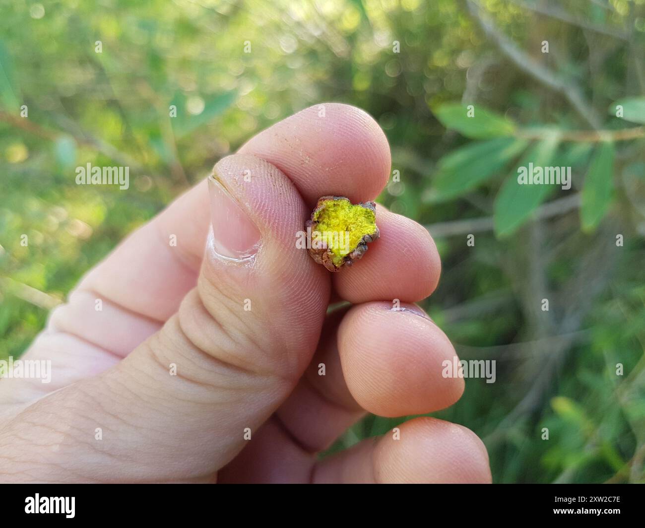 bacterial crown gall (Agrobacterium radiobacter Stock Photo - Alamy