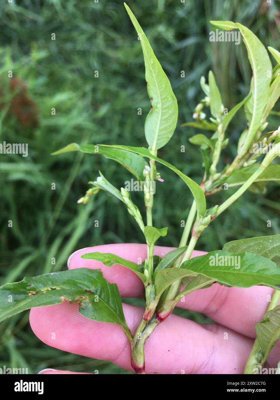 waterpepper (Persicaria hydropiper) Plantae Stock Photo - Alamy