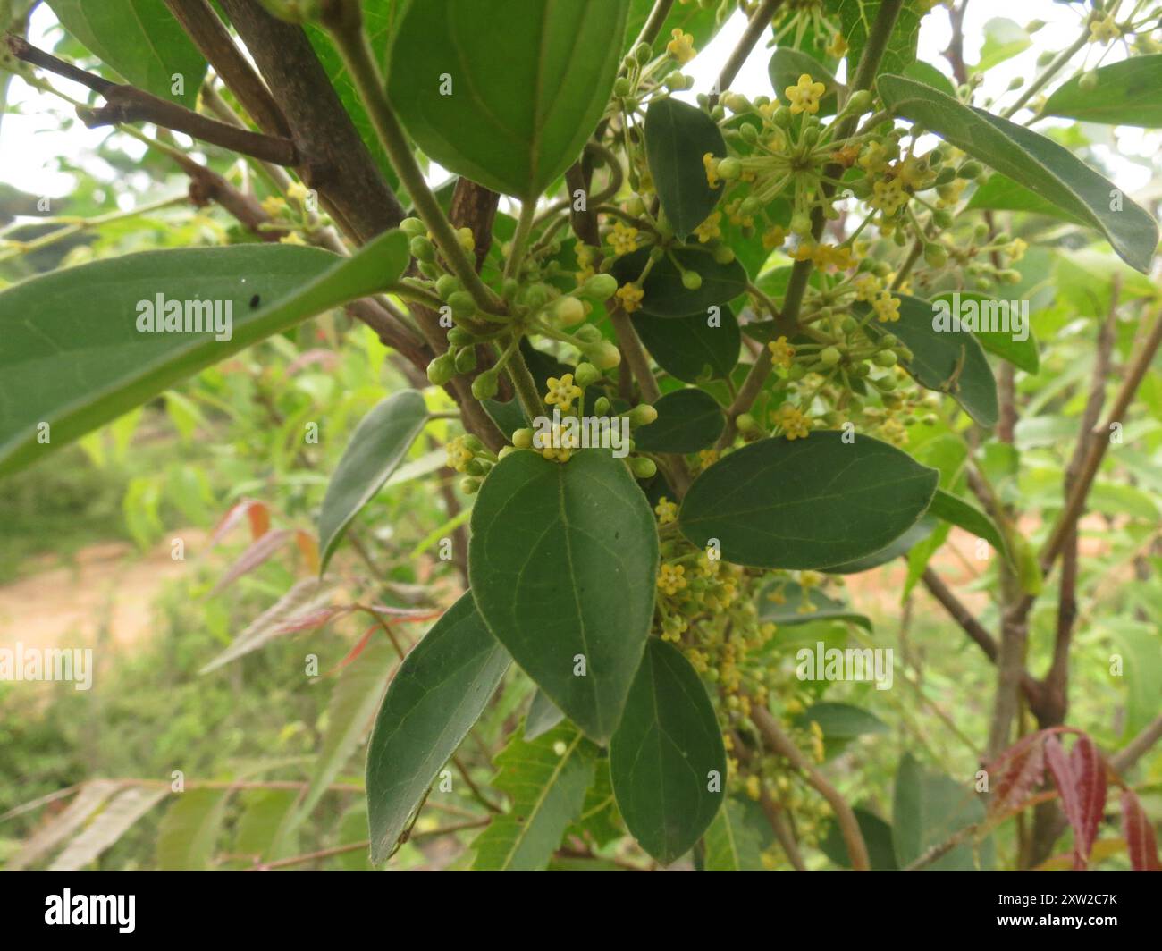 Australian Cow-plant (Gymnema sylvestre) Plantae Stock Photo - Alamy