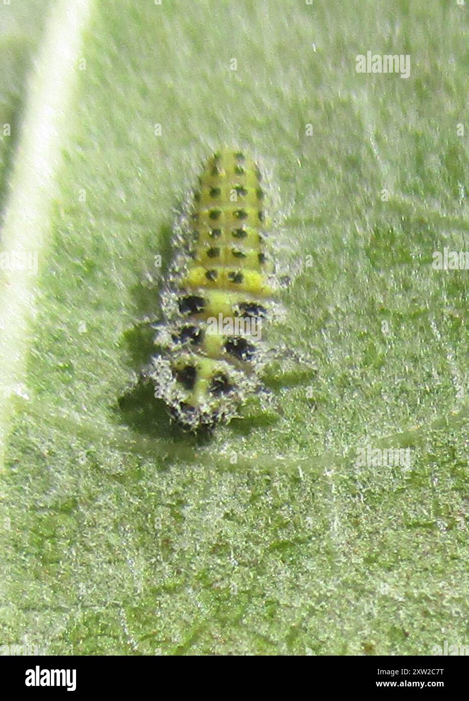 Fungus-eating Lady Beetles (Psyllobora) Insecta Stock Photo - Alamy