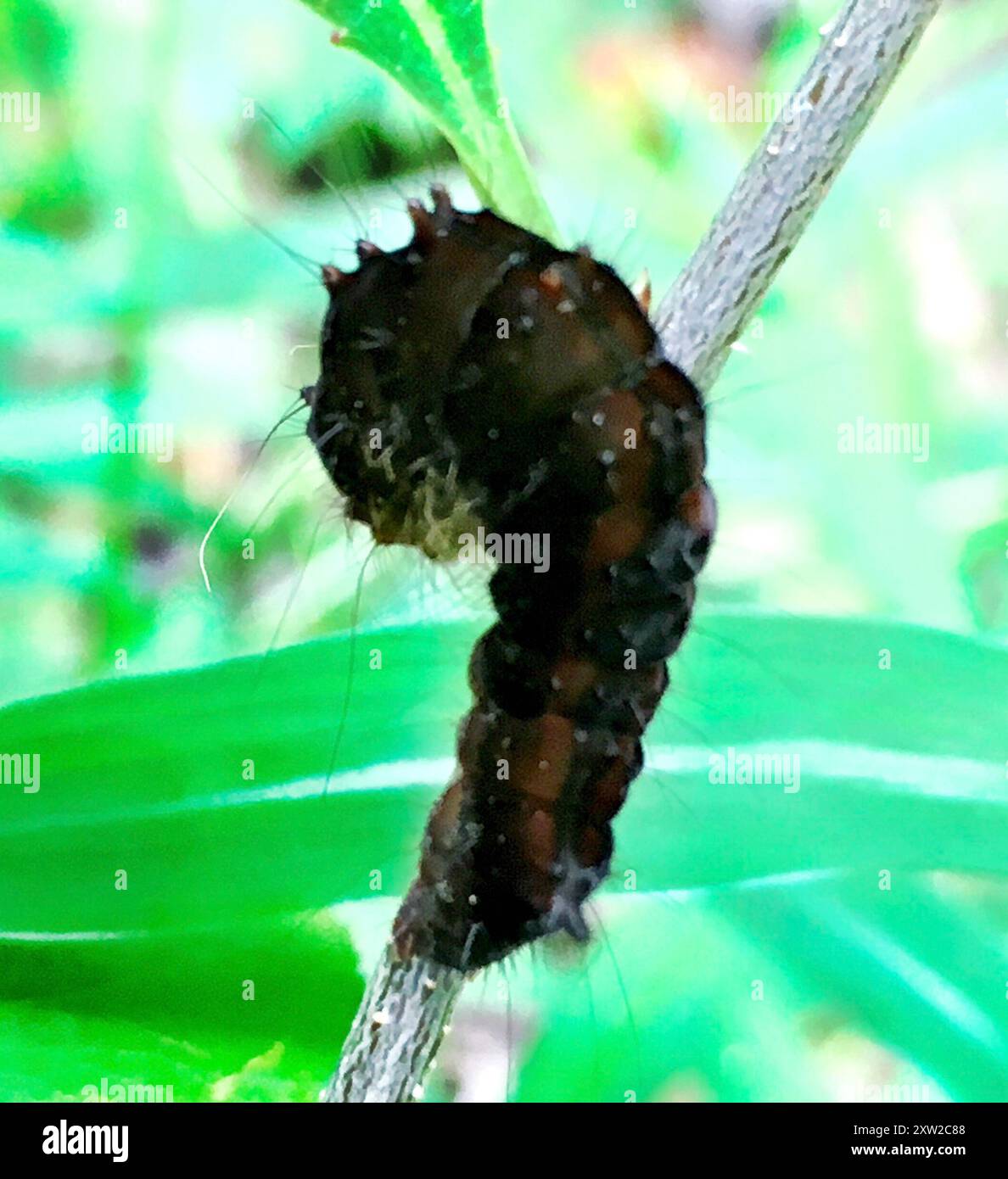 Clear Dagger (Acronicta clarescens) Insecta Stock Photo - Alamy