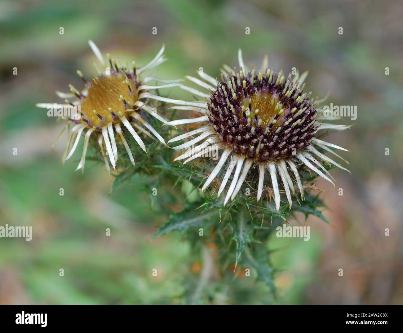 Carline Thistle (Carlina vulgaris) Plantae Stock Photo - Alamy