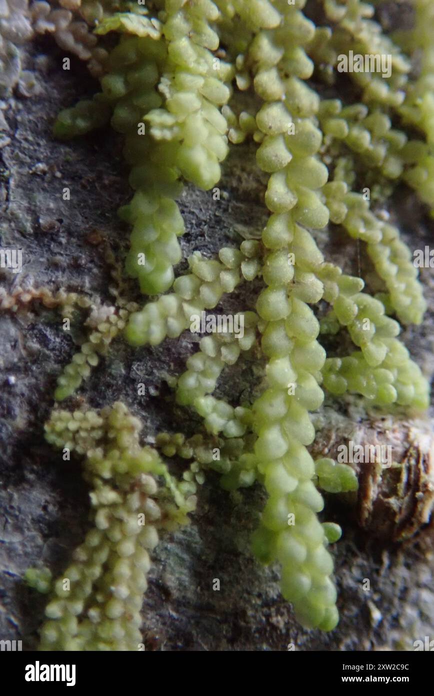 Flat-leaved Scalewort (Radula complanata) Plantae Stock Photo - Alamy