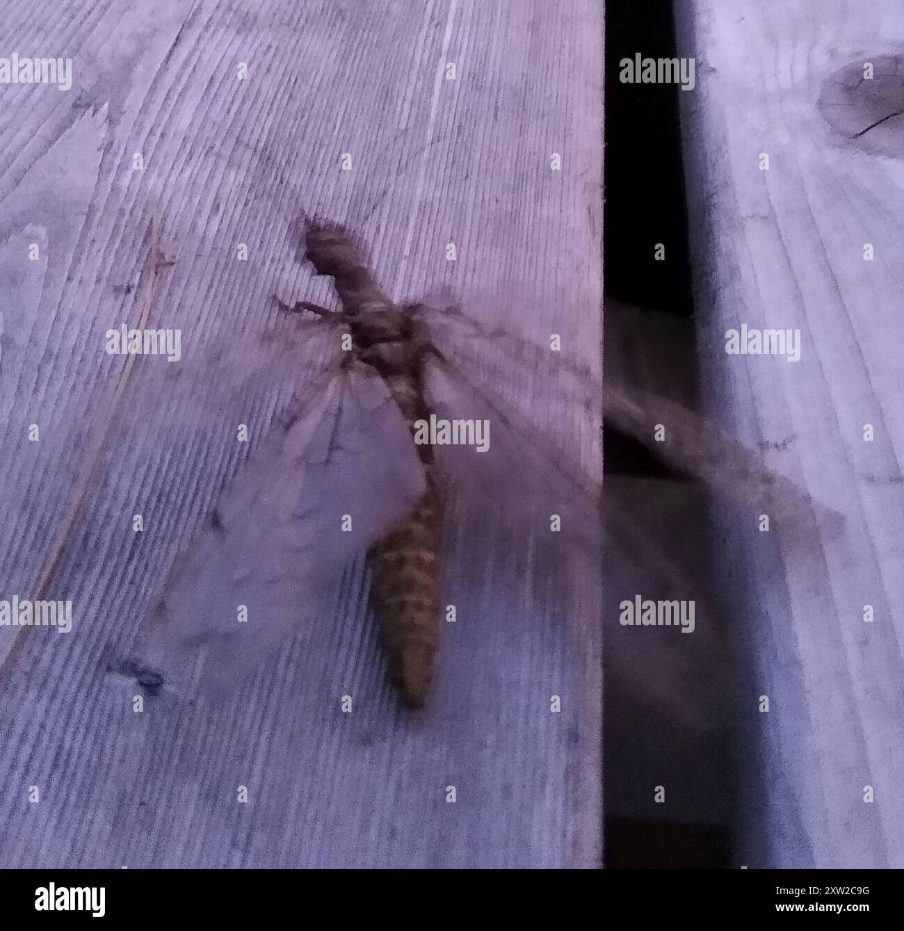 Eastern Dobsonfly (Corydalus cornutus) Insecta Stock Photo - Alamy