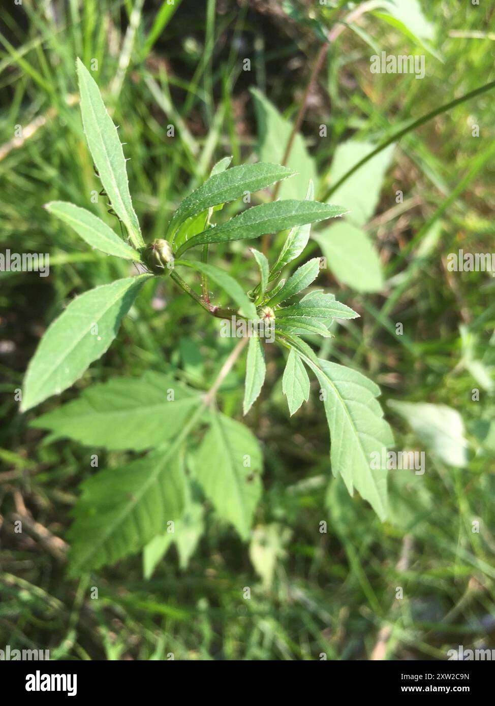 Devil's Beggarticks (Bidens frondosa) Plantae Stock Photo - Alamy