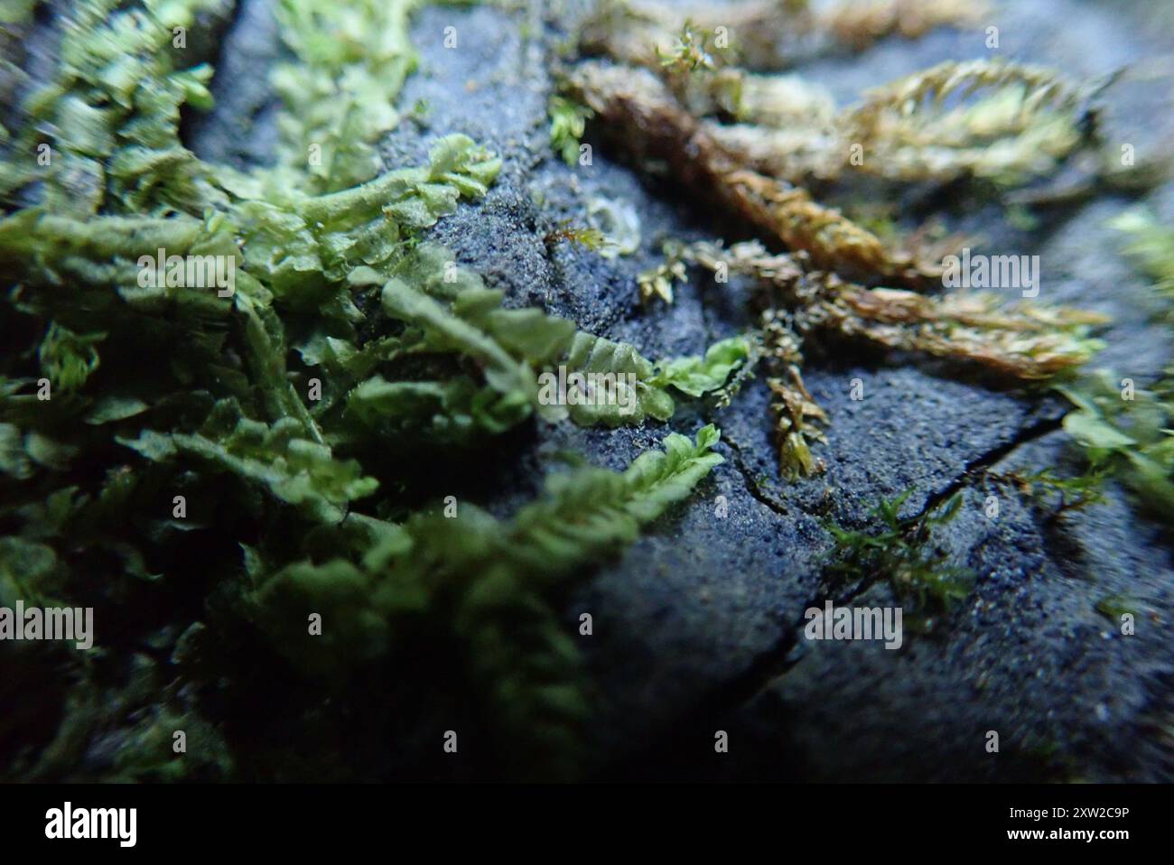 Square-leaved Crestwort (Chiloscyphus polyanthos) Plantae Stock Photo ...