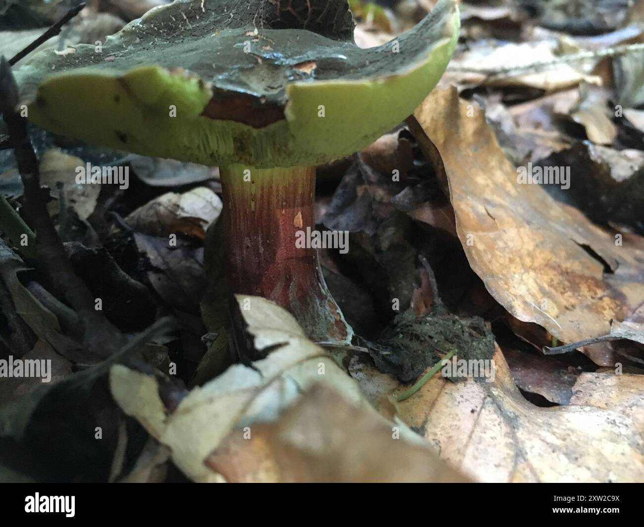 Red-cracking Bolete (Xerocomellus chrysenteron) Fungi Stock Photo - Alamy