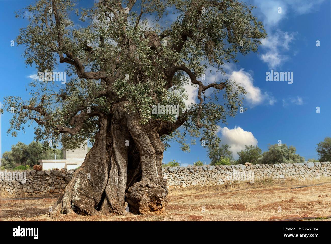 Centuries-old olive trees of the Ostuni plain, Italy Stock Photo - Alamy
