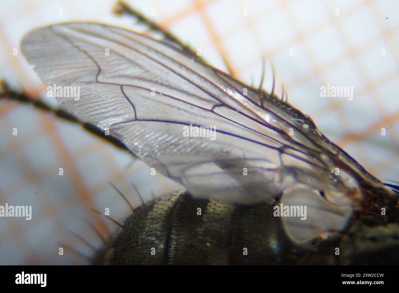 Common Flesh Flies (Sarcophaga) Insecta Stock Photo - Alamy