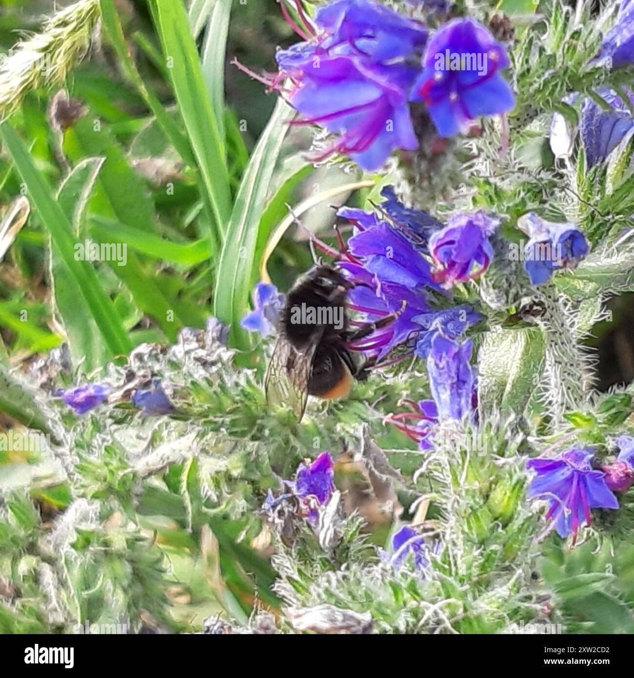 White-tailed Bumble Bee (Bombus lucorum) Insecta Stock Photo - Alamy