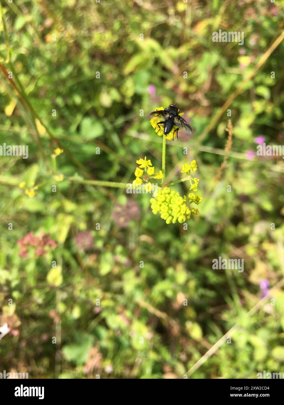 (Nyctia halterata) Insecta Stock Photo - Alamy