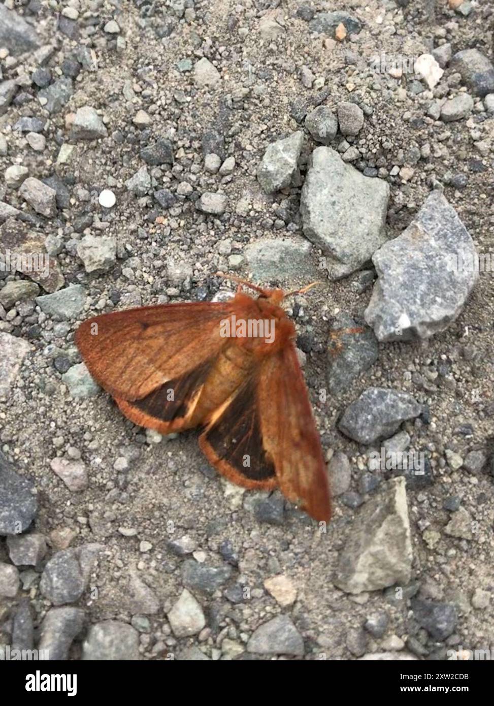 Wandering Tiger Moth (Spilosoma vagans) Insecta Stock Photo - Alamy