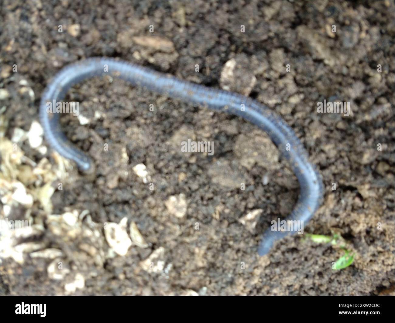 Ringed Caecilians (Siphonops) Amphibia Stock Photo - Alamy