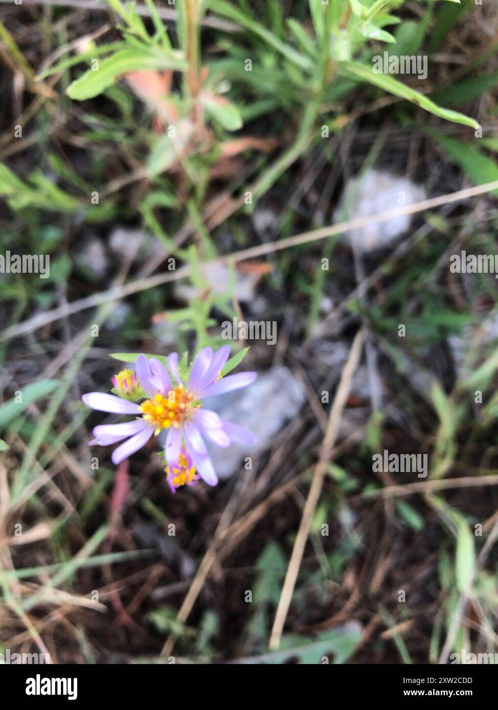 asters and allies (Astereae) Plantae Stock Photo - Alamy