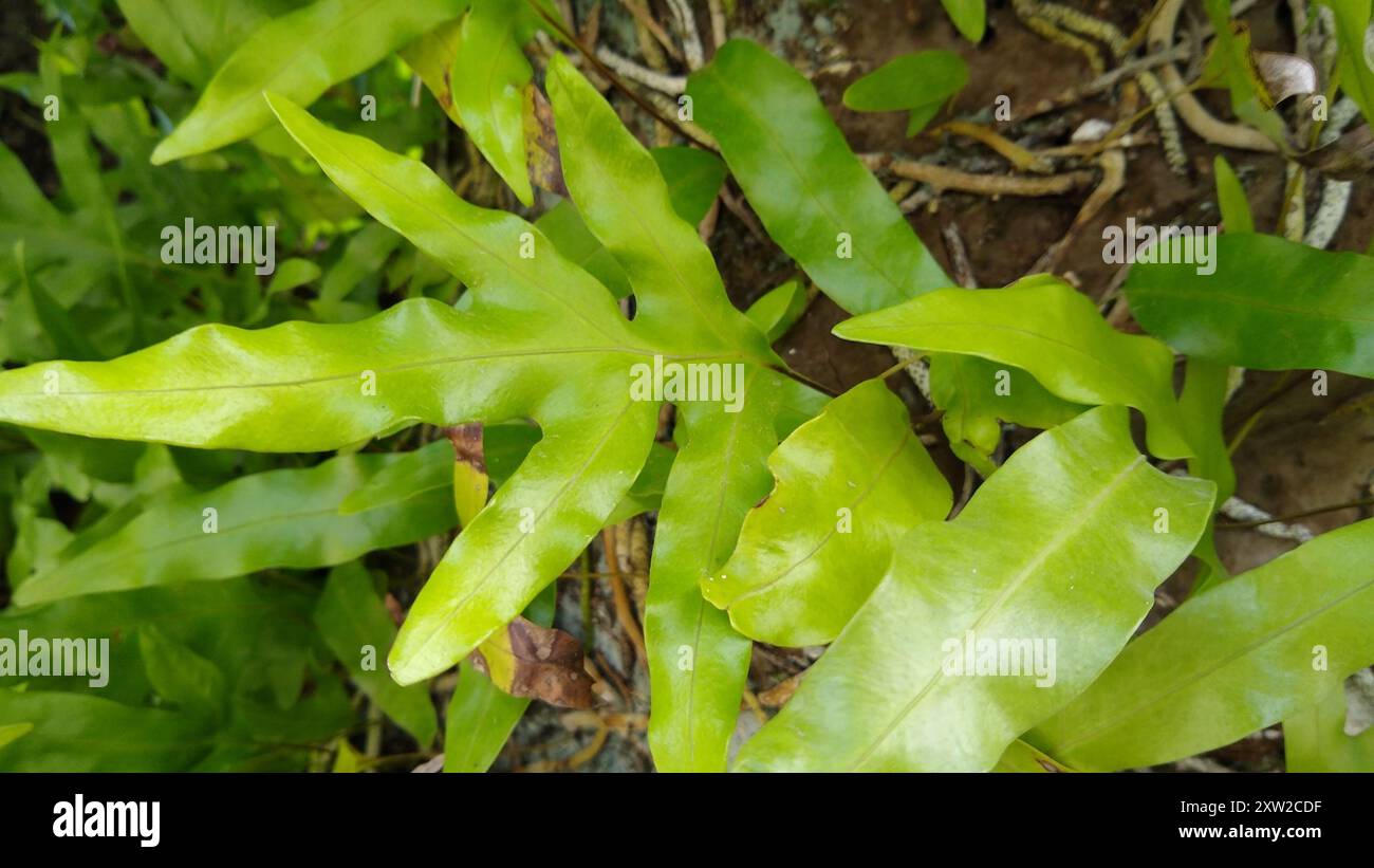 monarch fern (Microsorum scolopendria) Plantae Stock Photo - Alamy