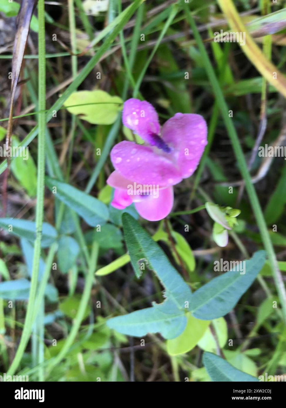 perennial wooly bean (Strophostyles umbellata) Plantae Stock Photo - Alamy