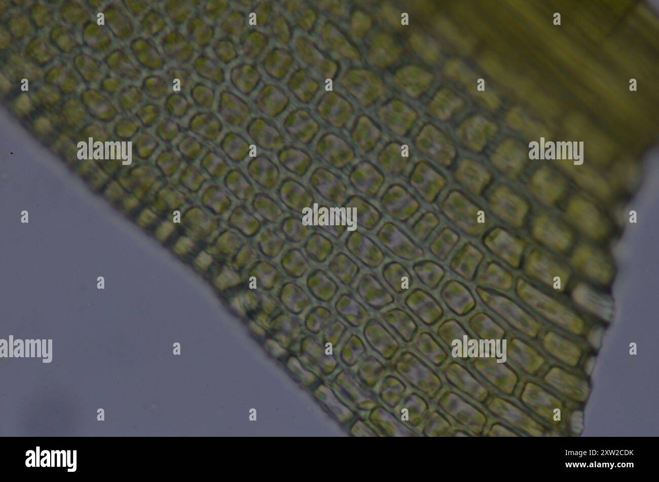 joint-toothed mosses (Bryopsida) Plantae Stock Photo - Alamy