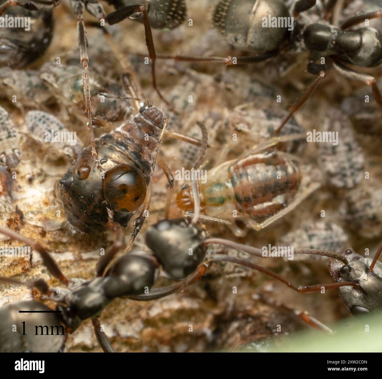 Wood, Mound, and Field Ants (Formica) Insecta Stock Photo - Alamy