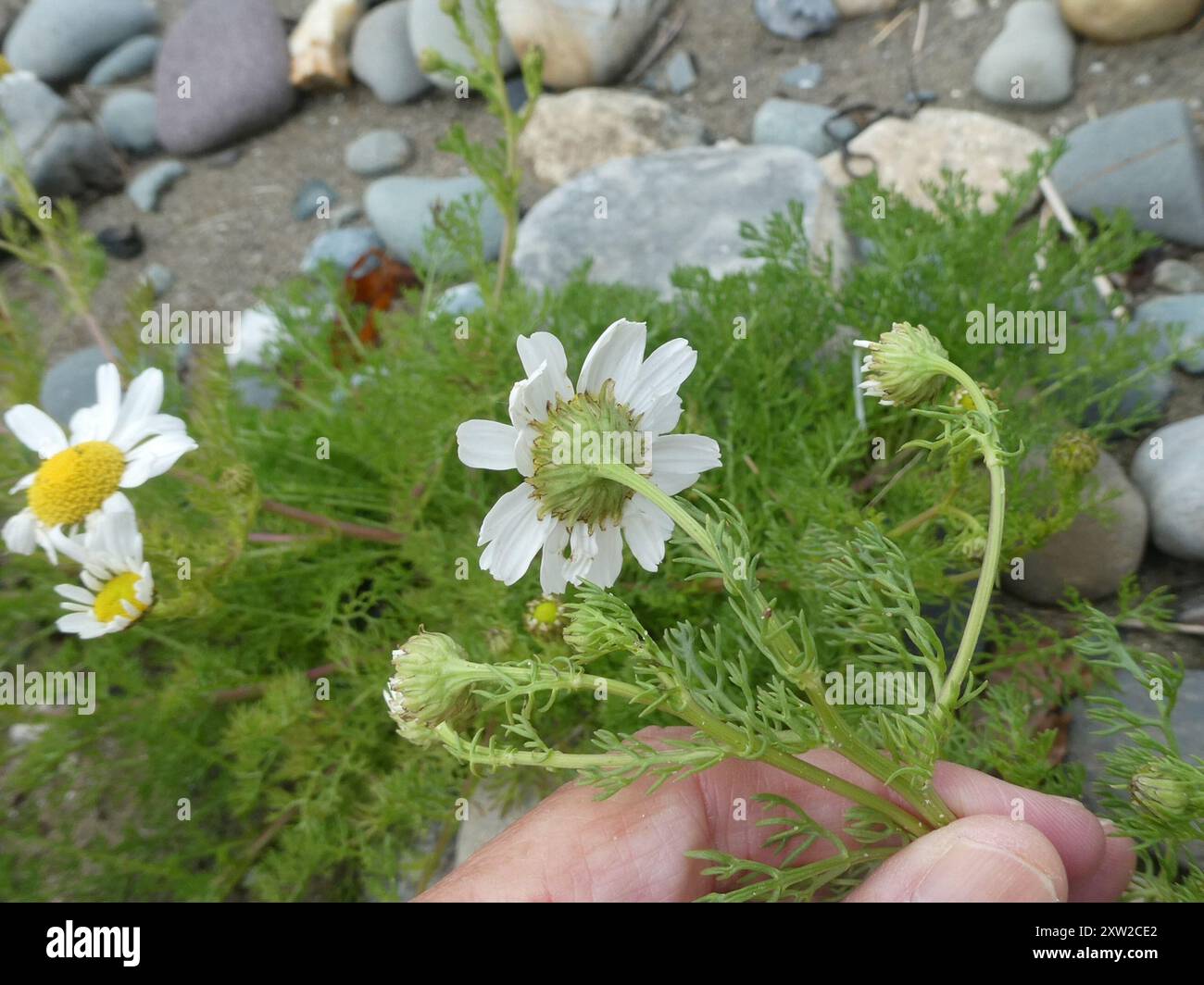 Sea Mayweed (Tripleurospermum maritimum) Plantae Stock Photo - Alamy