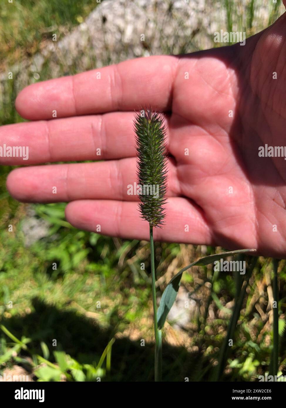 Timothy grass (Phleum pratense) Plantae Stock Photo - Alamy