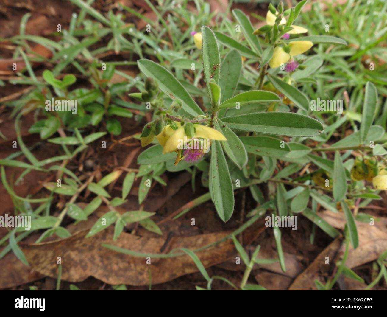 (Polygala javana) Plantae Stock Photo - Alamy
