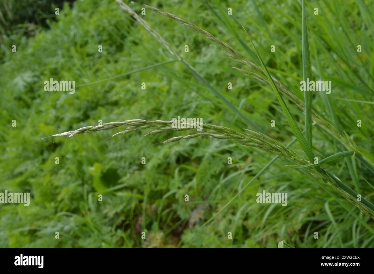 tall oat grass (Arrhenatherum elatius) Plantae Stock Photo - Alamy