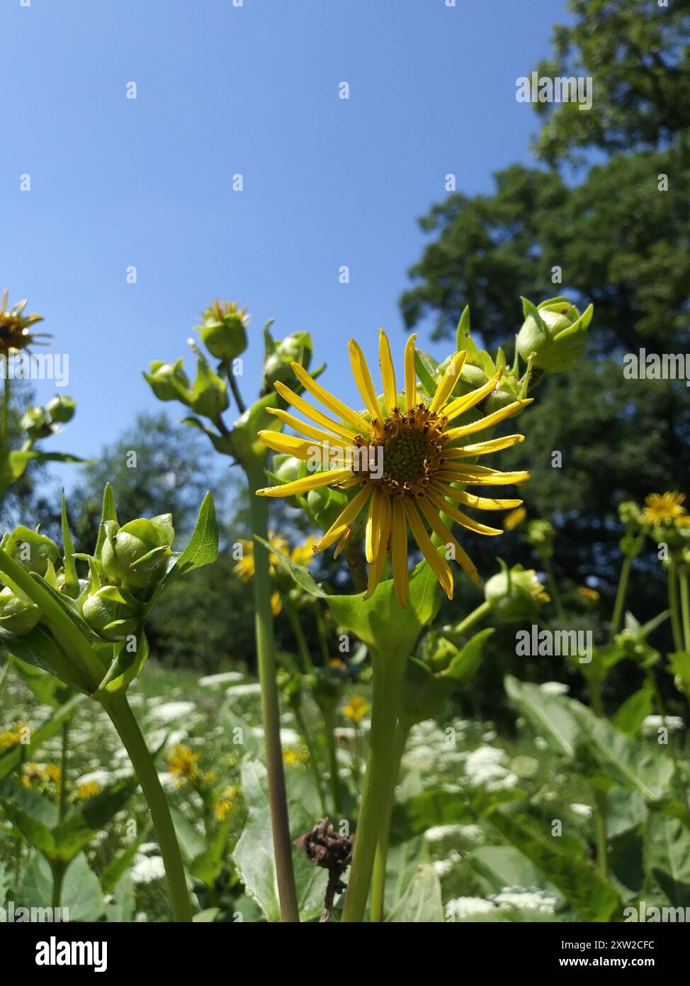 cup plant (Silphium perfoliatum) Plantae Stock Photo - Alamy