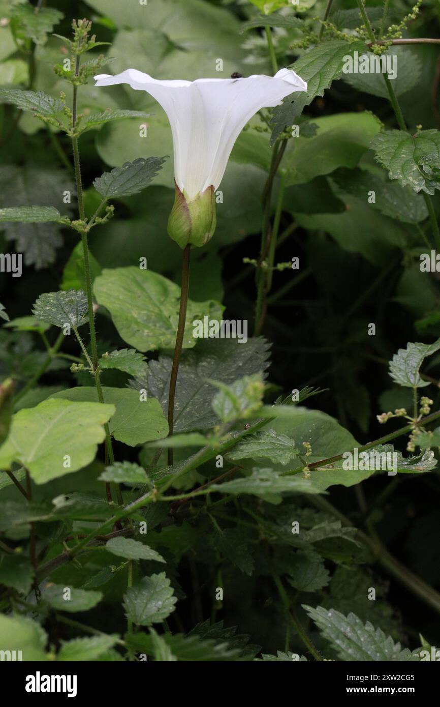 large bindweed (Calystegia silvatica) Plantae Stock Photo - Alamy