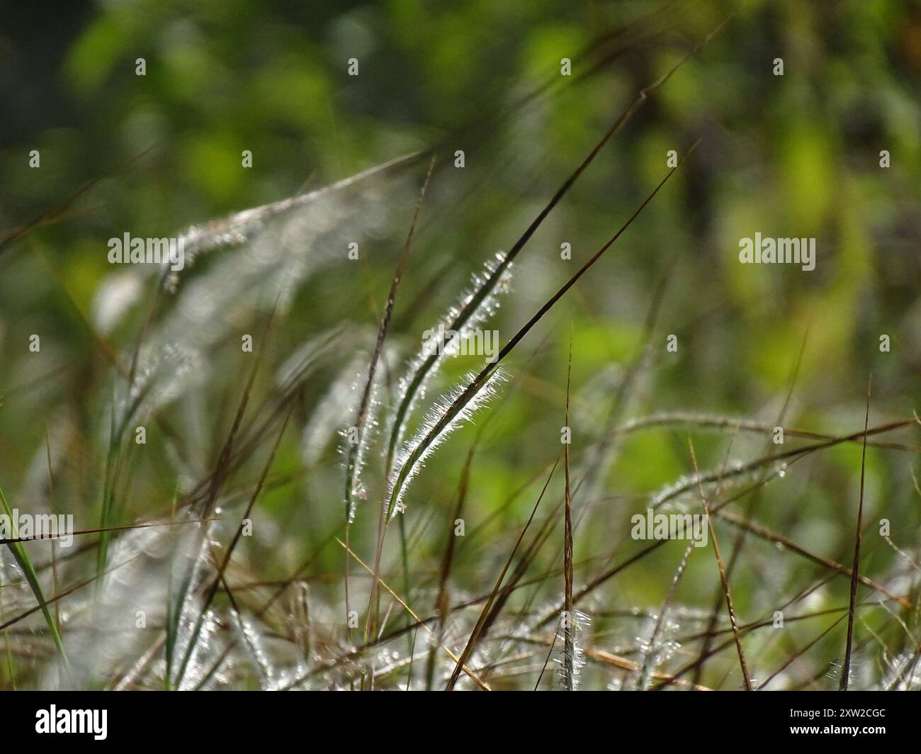tanglehead (Heteropogon contortus) Plantae Stock Photo - Alamy