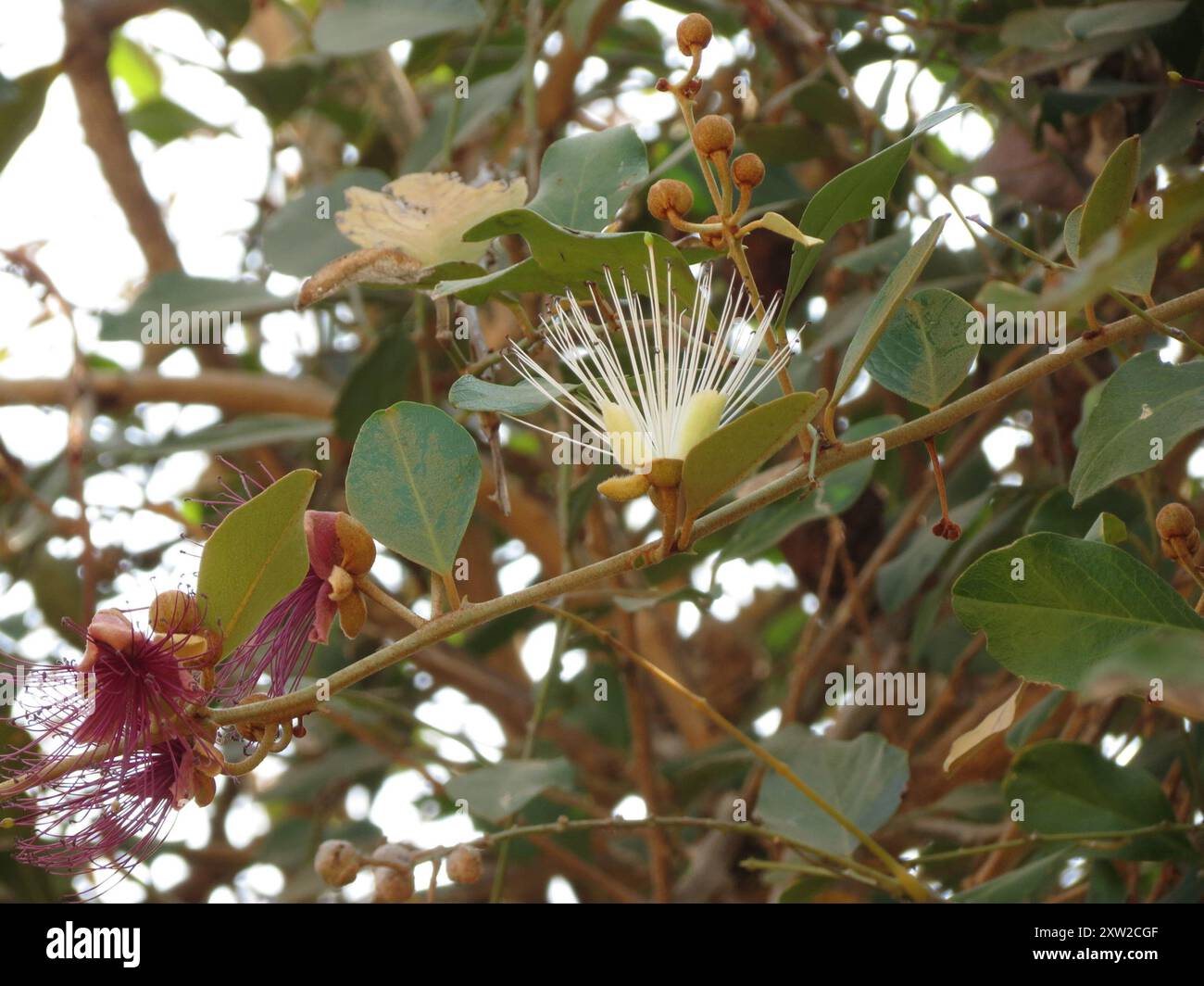 Indian caper (Capparis zeylanica) Plantae Stock Photo - Alamy