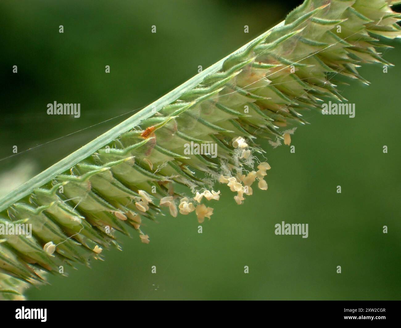 Durban Crowfoot (Dactyloctenium aegyptium) Plantae Stock Photo - Alamy