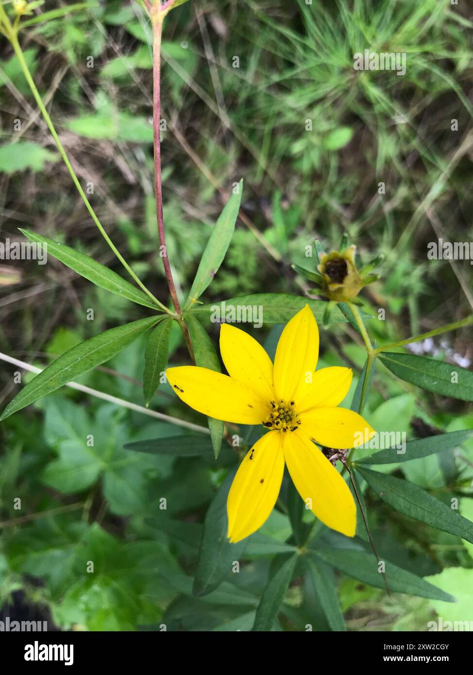 Greater Tickseed (Coreopsis major) Plantae Stock Photo - Alamy