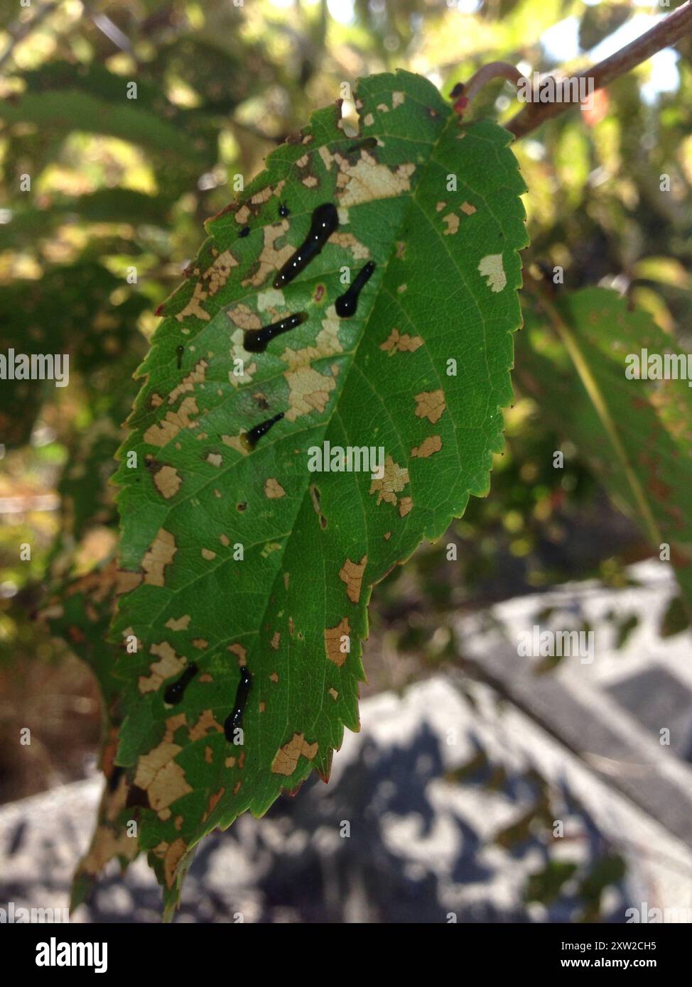 Cherry Slug Sawfly (Caliroa cerasi) Insecta Stock Photo - Alamy