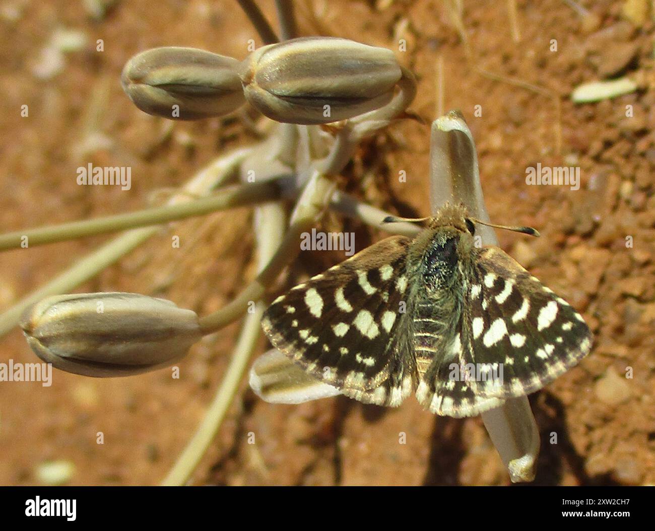 Mountain Sandman (Spialia spio) Insecta Stock Photo - Alamy