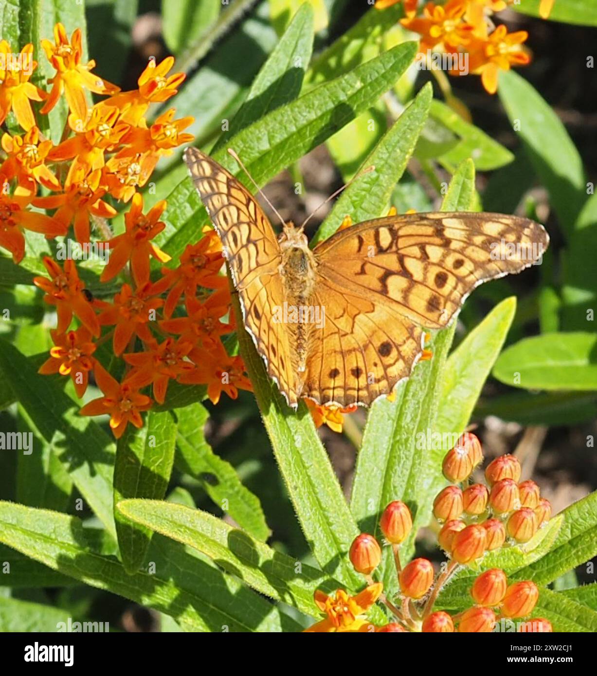 Variegated Fritillary (Euptoieta claudia) Insecta Stock Photo - Alamy