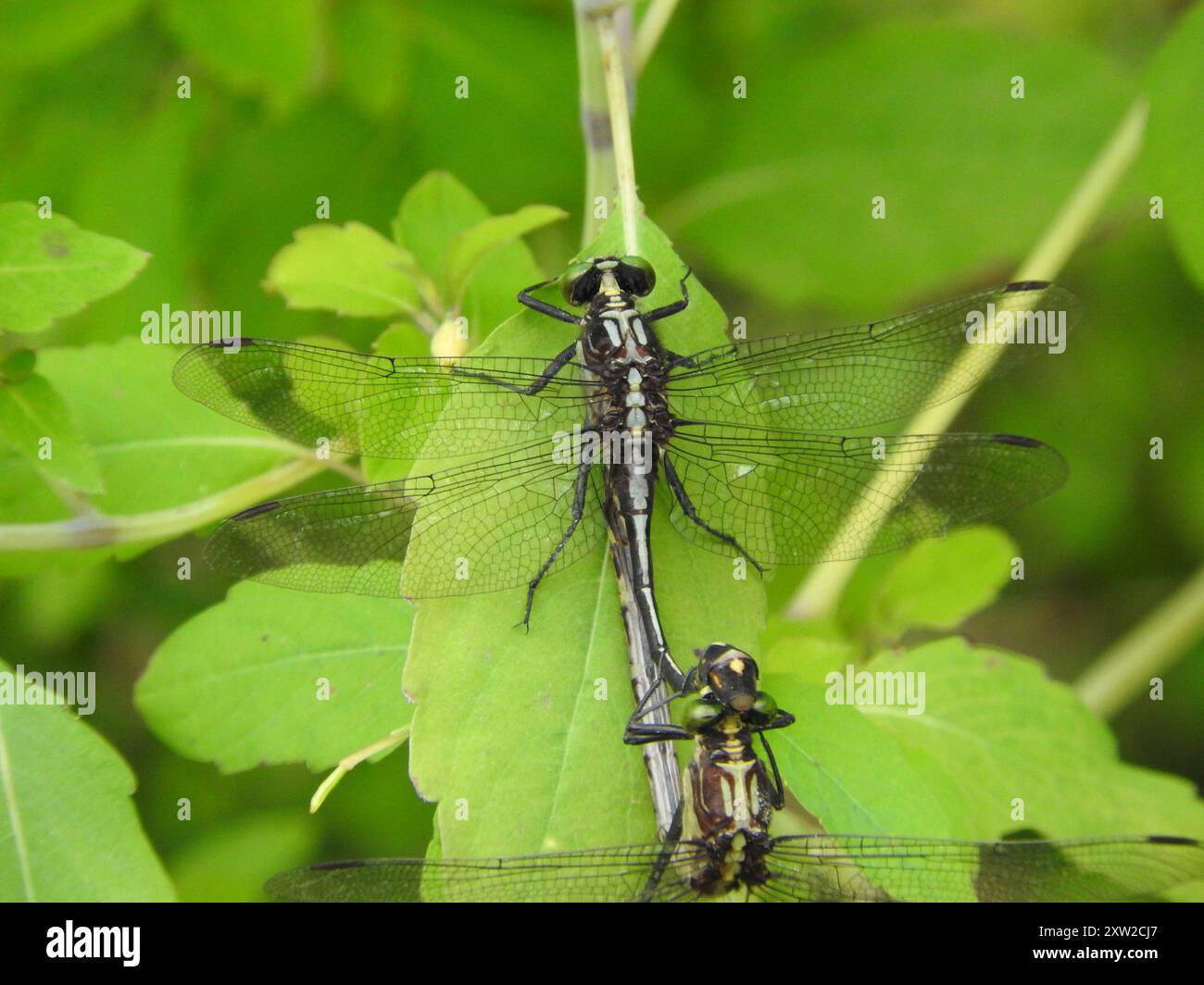 Black-shouldered Spinyleg (Dromogomphus spinosus) Insecta Stock Photo ...