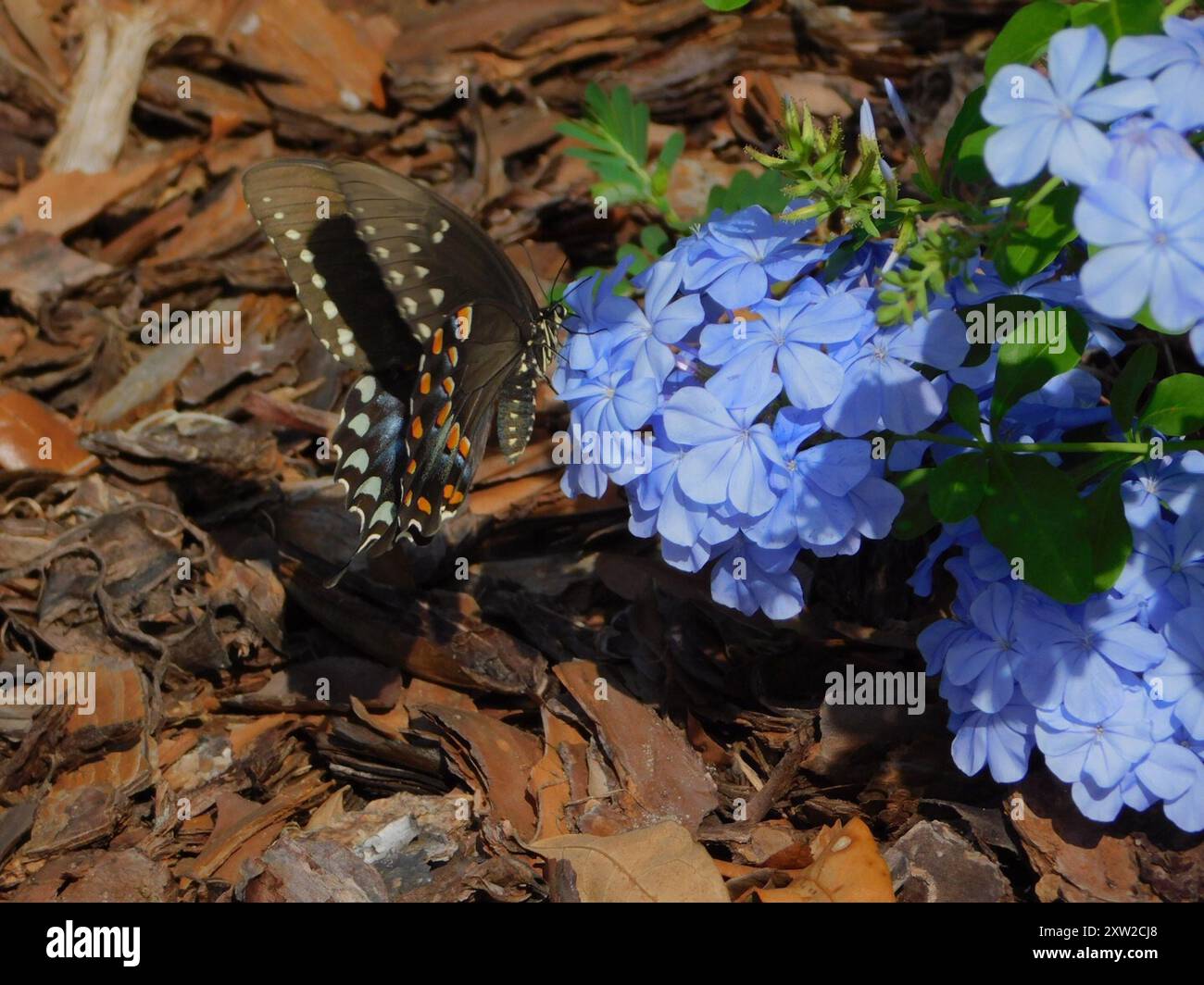 Spicebush Swallowtail (Papilio troilus) Insecta Stock Photo - Alamy