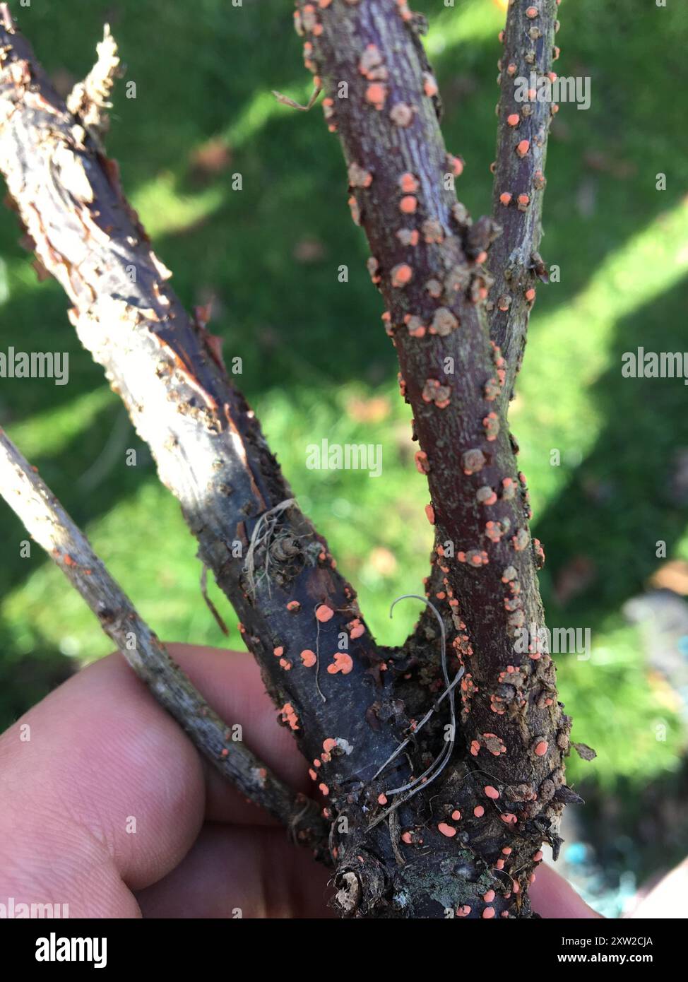 Nectriaceae hi-res stock photography and images - Alamy