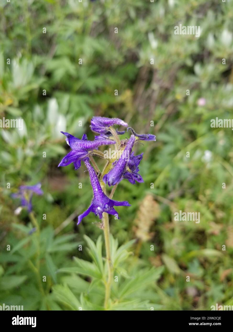 Subalpine Larkspur (Delphinium barbeyi) Plantae Stock Photo - Alamy