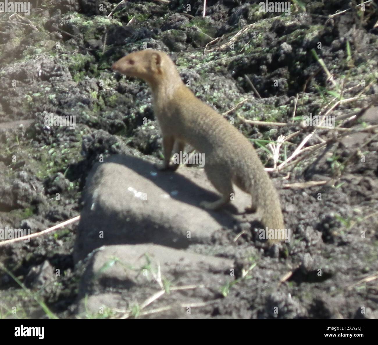 Common Slender Mongoose (Herpestes sanguineus) Mammalia Stock Photo - Alamy