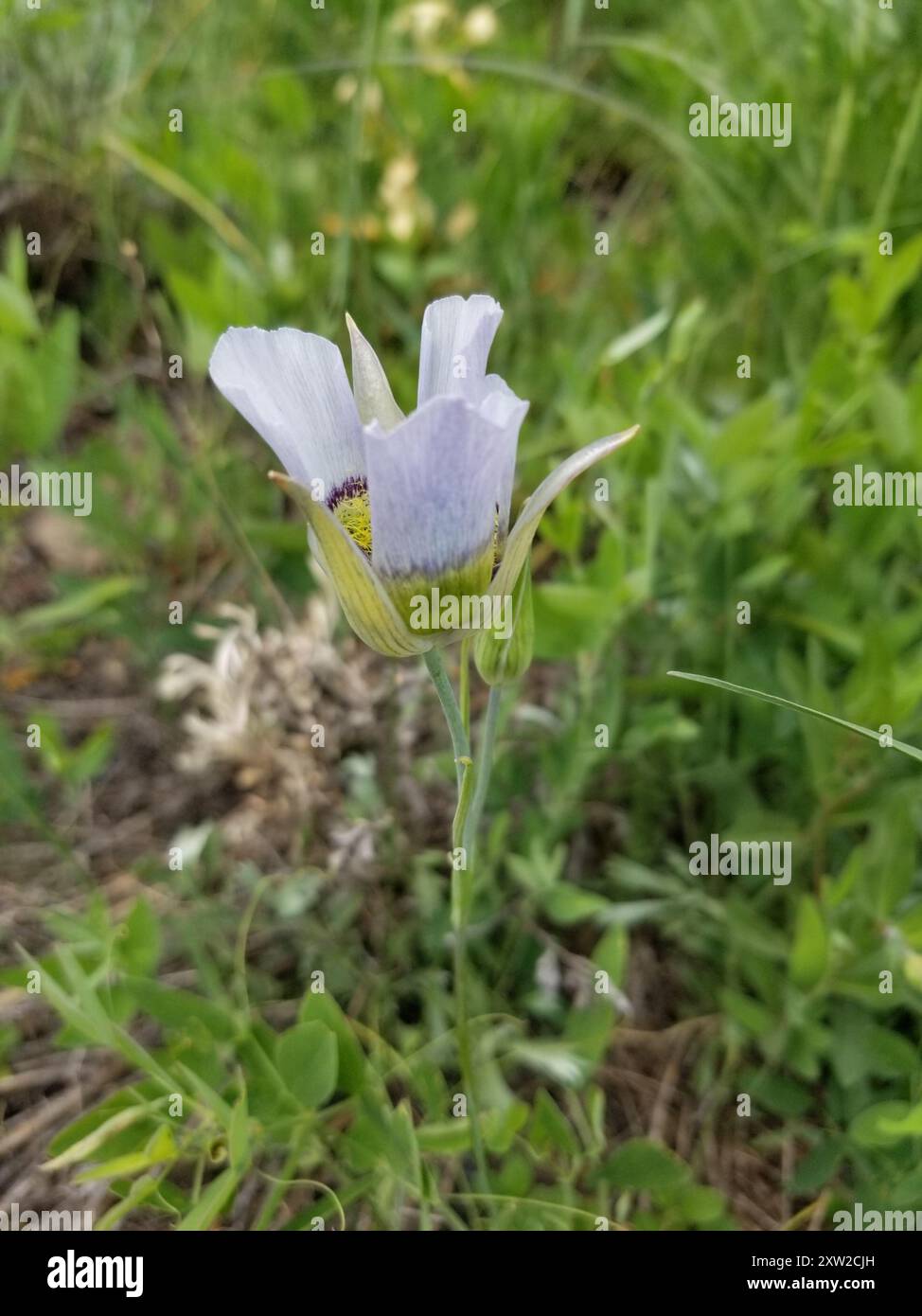 Gunnison's Mariposa Lily (Calochortus gunnisonii) Plantae Stock Photo ...