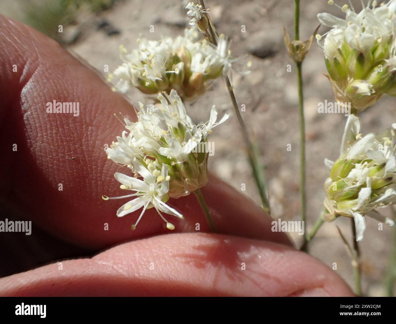ballhead sandwort (Eremogone congesta) Plantae Stock Photo - Alamy
