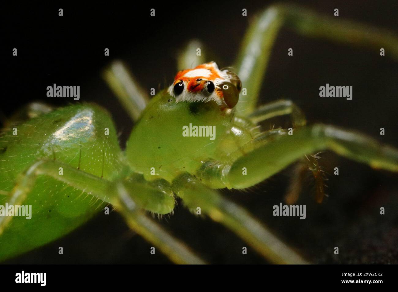 Magnolia Green Jumping Spider (Lyssomanes viridis) Arachnida Stock ...