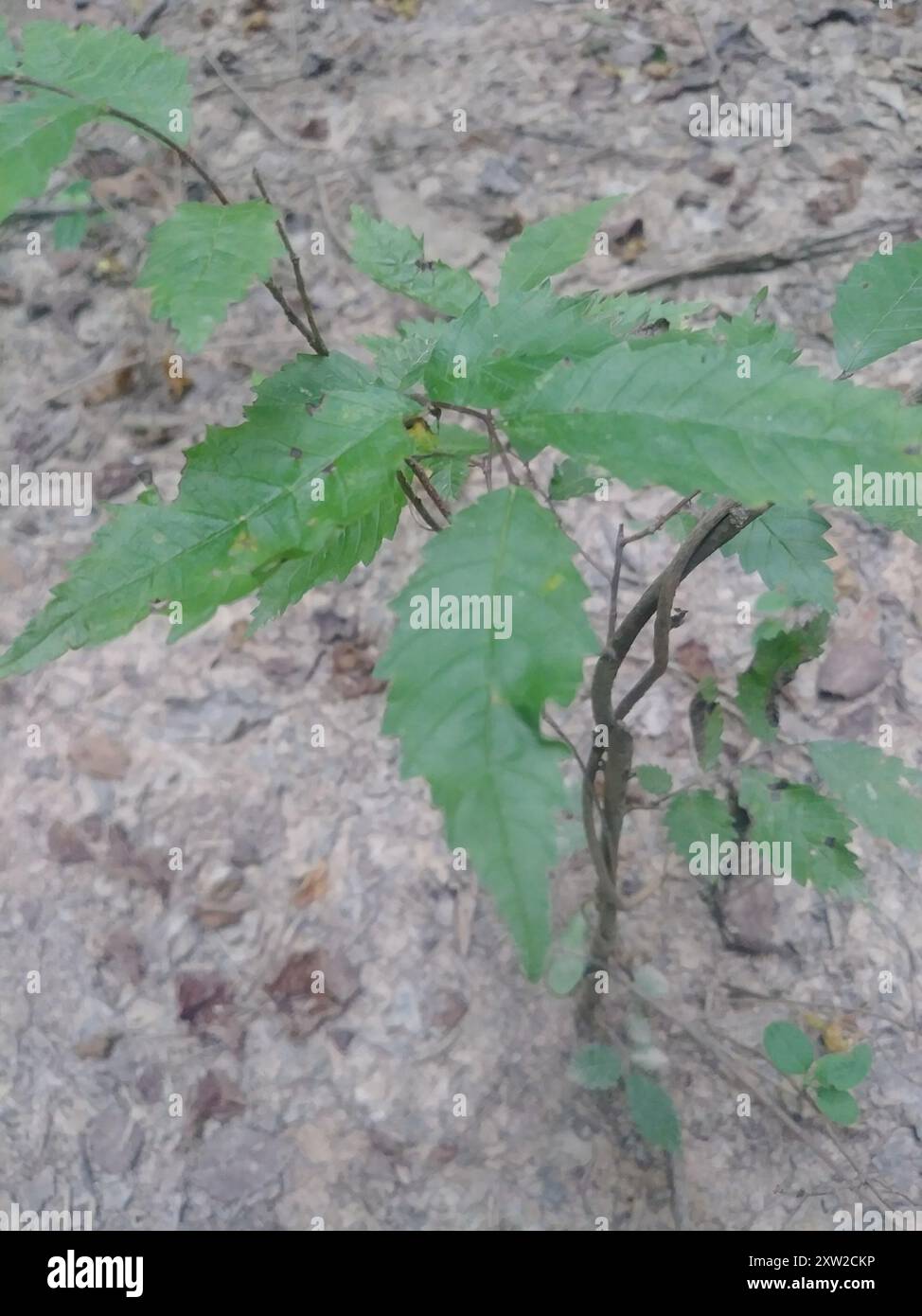 elm family (Ulmaceae) Plantae Stock Photo - Alamy