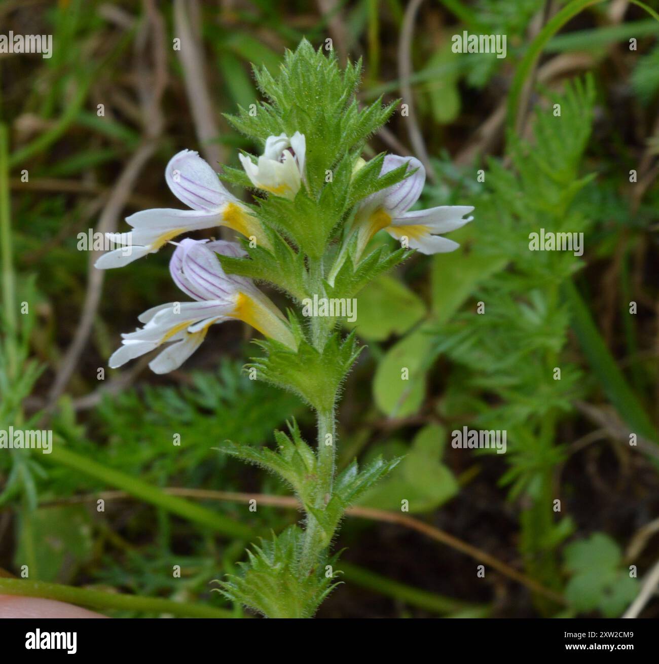 Eyebright (Euphrasia officinalis) Plantae Stock Photo - Alamy